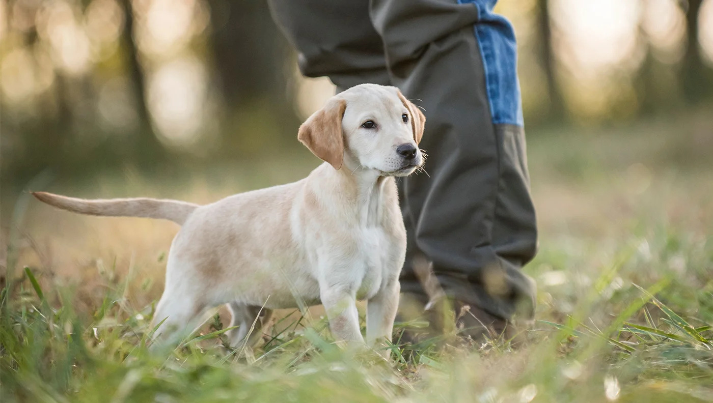 Training a Hunting Puppy: Laying the Groundwork - The Ganga Times